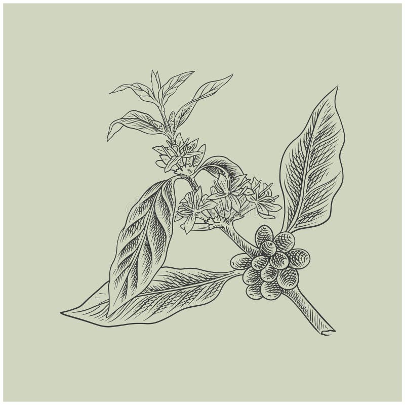 Natural Coffee with Watercolor and Black Outline Stock Vector ...