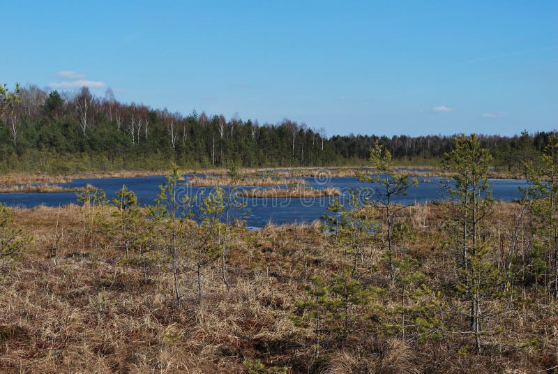 The Moor stock image. Image of nature, spring, trees - 30256771