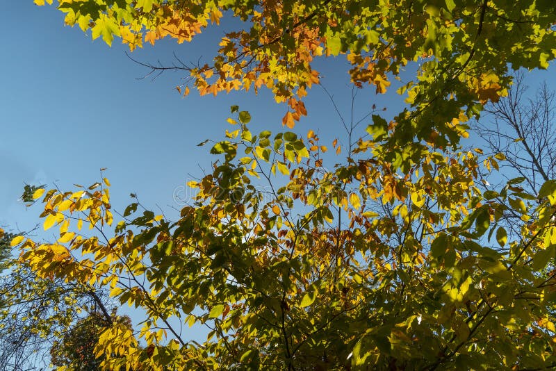 Natural Collage of Autumn Foliage Stock Photo - Image of forest, nature ...