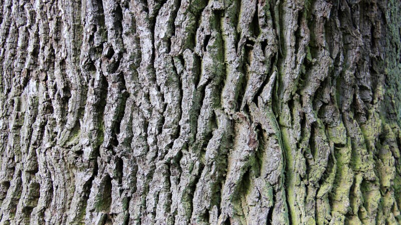Tree Trunk Texture stock image. Image of easy, plants - 107877963