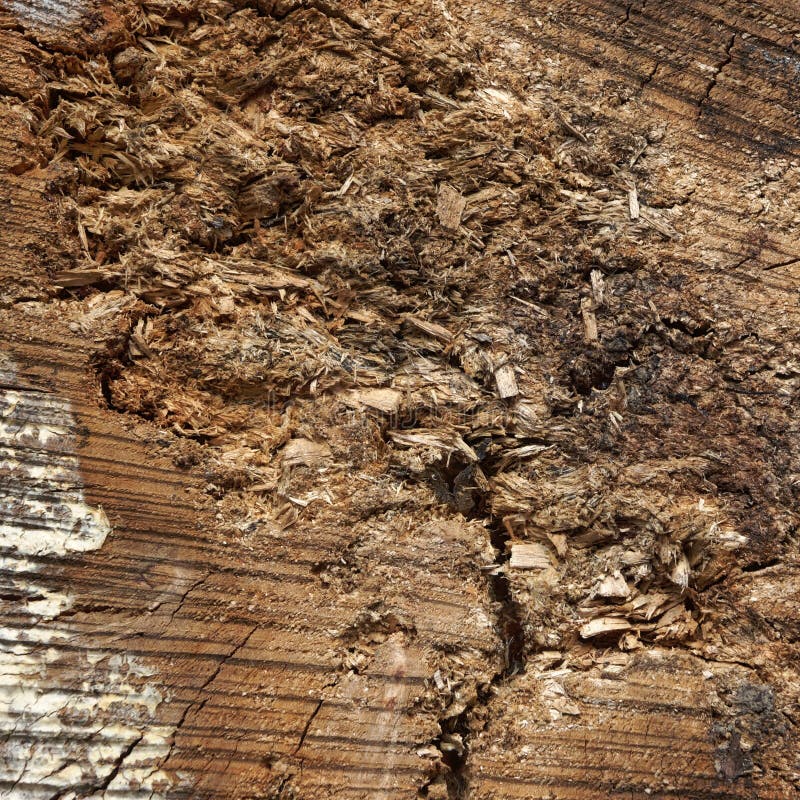 Natural Color Old Wood Grain Log Square Frame Texture Close-Up Stock ...