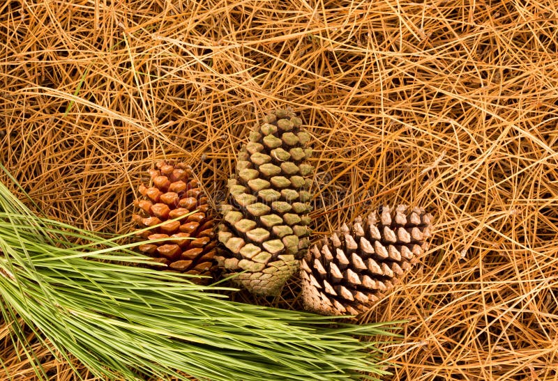 Natural Color Pine Cones stock photo. Image of golden - 38878248