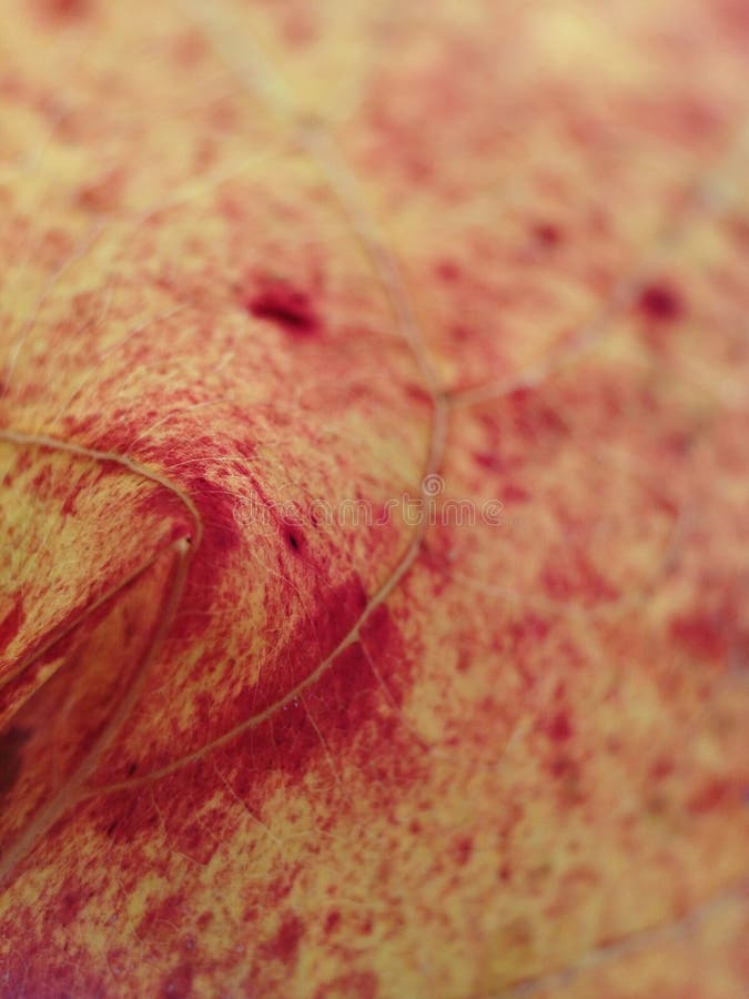 The Natural Color and Texture of Leaves Exposed To Light Stock Photo ...