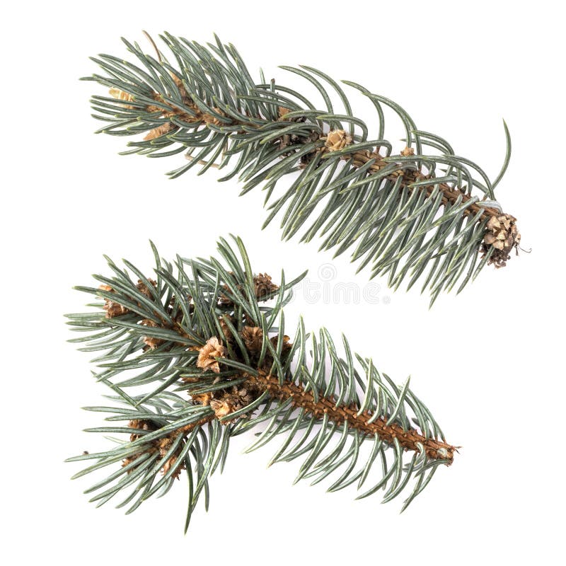 Blue Spruce Twigs Isolated stock photo. Image of flora - 103867018