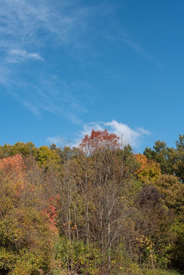 Natural Colored Autumn Trees in Vertical Shot with Sky Background Sofia ...