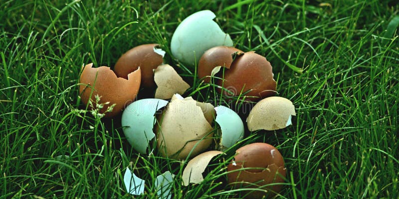 Natural Colored Eggshells, the Aftermath of a Chick Hatch Stock Photo ...