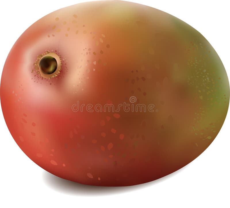 Natural Colored Mango in Vector Stock Illustration - Illustration of ...