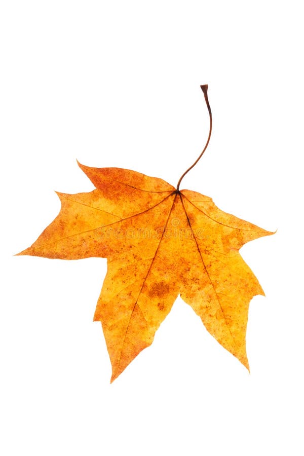 Natural Colored Maple Leaf Isolated on White Background Stock Image ...