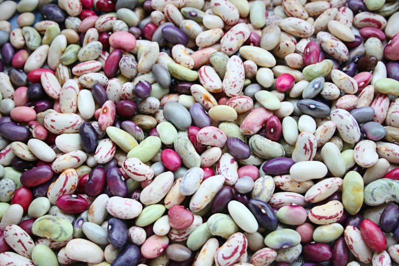Bean seeds germination stock photo. Image of emerging - 6647478