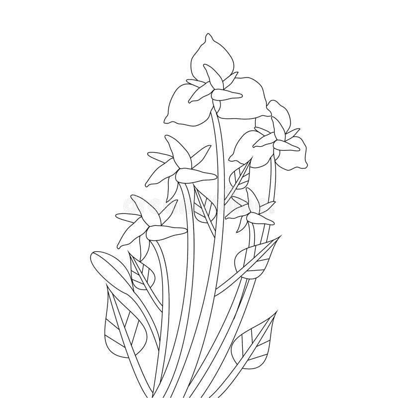 Natural Coloring Page Flower Illustration with Line Drawing Artwork ...