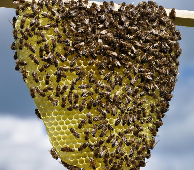 Natural comb with bees stock photo. Image of honey, apiary - 102737282