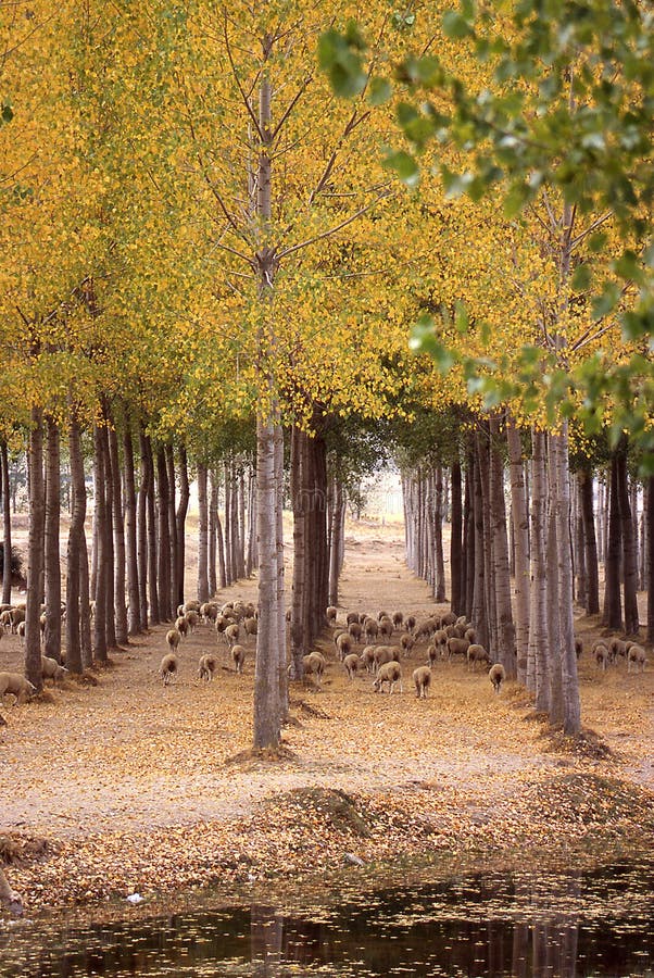 Natural Composition in Autumn Stock Image - Image of natural, clerk ...