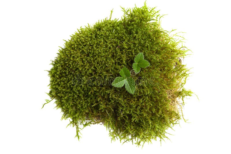 Bit of Green Moss Isolated on White Backround Stock Photo - Image of ...