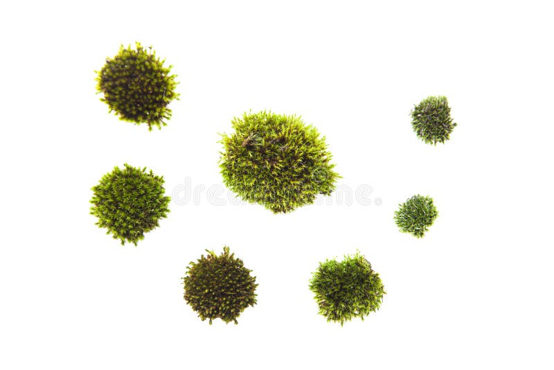 Small Pieces of Green Moss Isolated on White Backround Stock Image ...