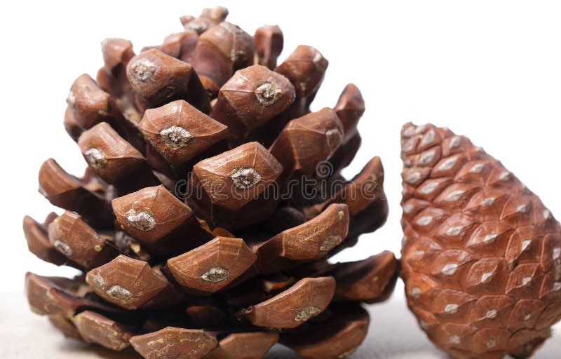 Natural cones stock photo. Image of plant, evergreen - 89694816