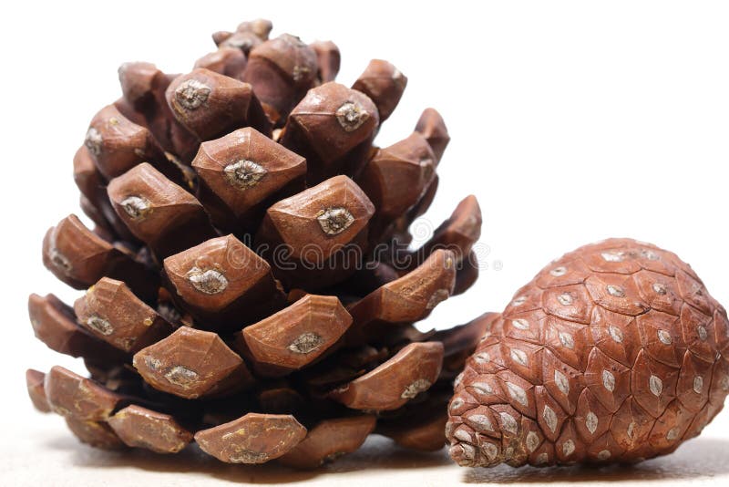 Natural cones stock photo. Image of cones, healthy, nuts - 89694756