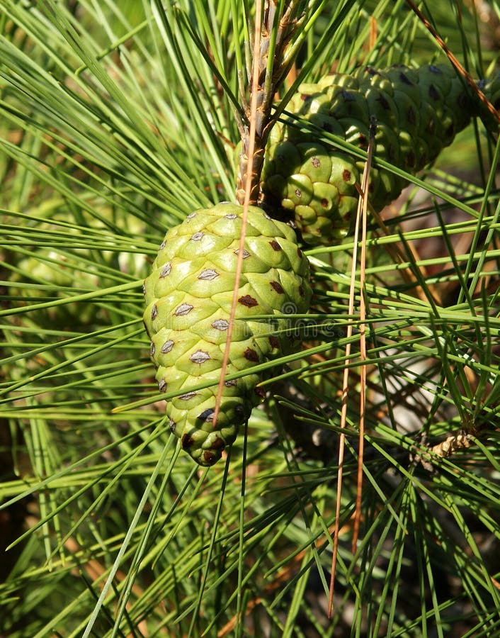 Natural cones on spruce stock photo. Image of foliage - 16109920