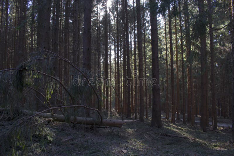 Natural Coniferous Forest in Germany during Spring Time Stock Photo ...