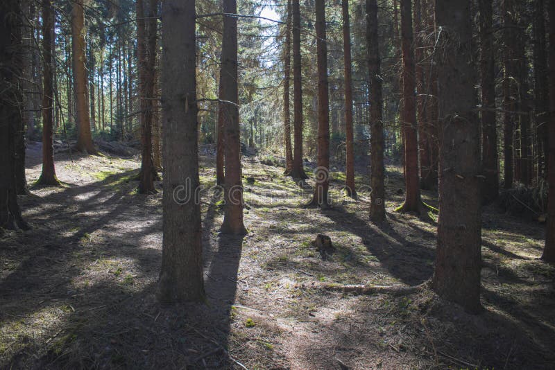 Natural Coniferous Forest in Germany during Spring Time Stock Image ...