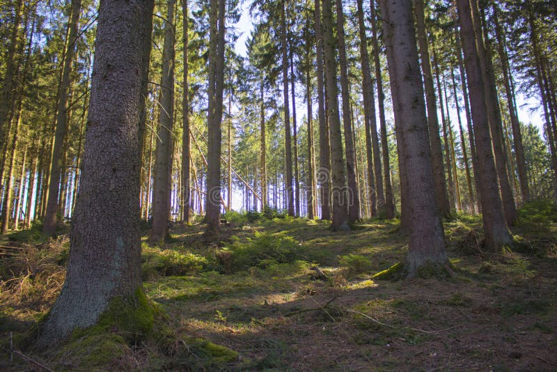 Natural Coniferous Forest in Germany during Spring Time Stock Image ...