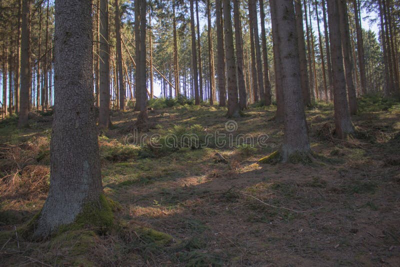 Natural Coniferous Forest in Germany during Spring Time Stock Photo ...