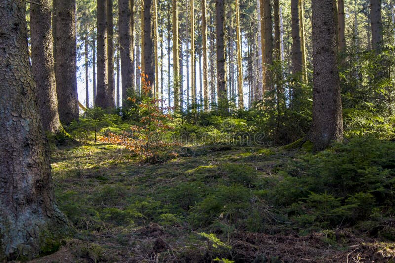 Natural Coniferous Forest in Germany during Spring Time Stock Photo ...