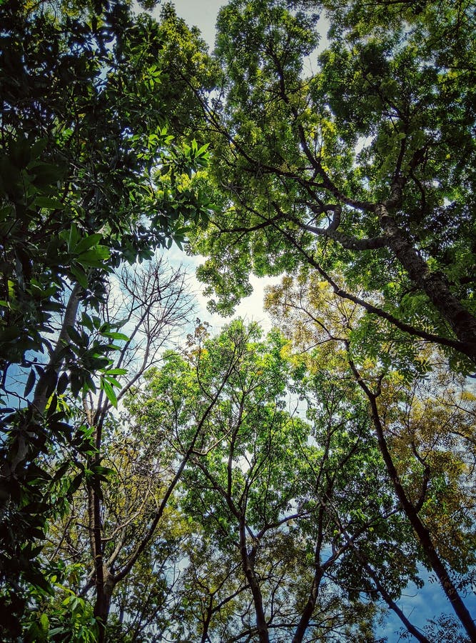 Natural Coolness during the Day Stock Photo - Image of leaf, forest ...