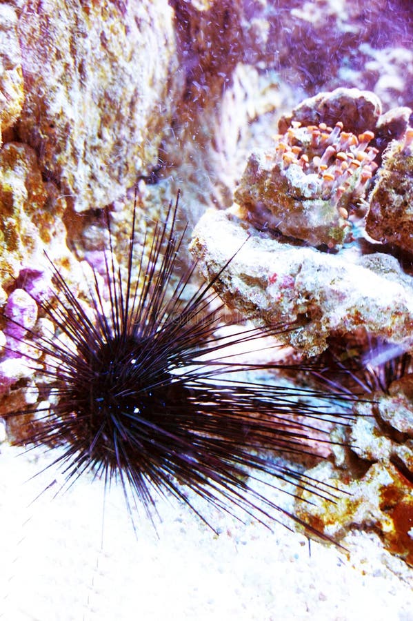 17,109 Aquarium Texture Photos - Free & Royalty-Free Stock Photos from ...