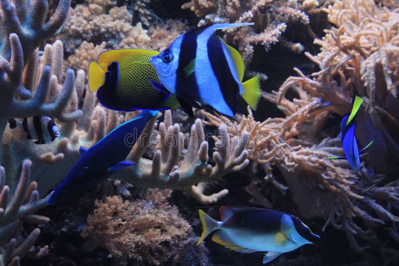 17,494 Aquarium Texture Stock Photos - Free & Royalty-Free Stock Photos ...