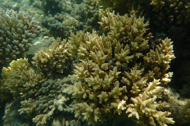 Natural Coral in the Red Sea Egypt Stock Image - Image of wild, aquatic ...