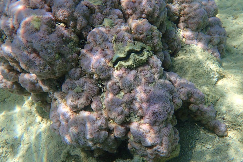 Natural Coral in the Red Sea Egypt Stock Image - Image of snorkeling ...