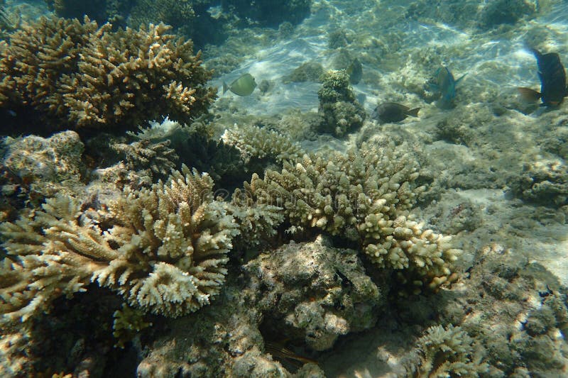 Natural Coral in the Red Sea Egypt Stock Image - Image of water, life: 346930723