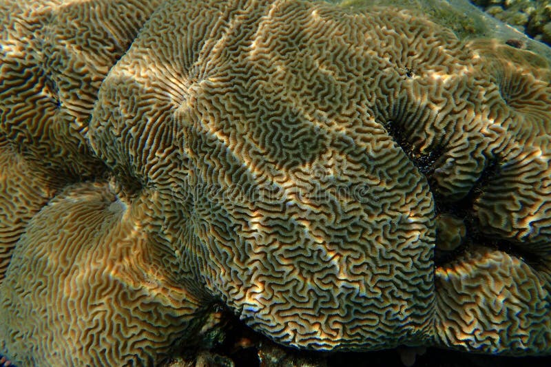 Natural Coral in the Red Sea Egypt Stock Image - Image of egypt ...