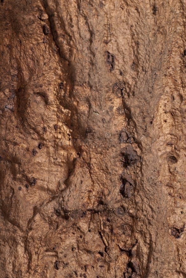 Natural Cork Bark-Inside Texture Stock Photo - Image of bark, inside ...