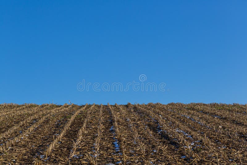 Natural Corn Field in Winter, Stubbles, Blue Sky, Snow Stock Photo ...