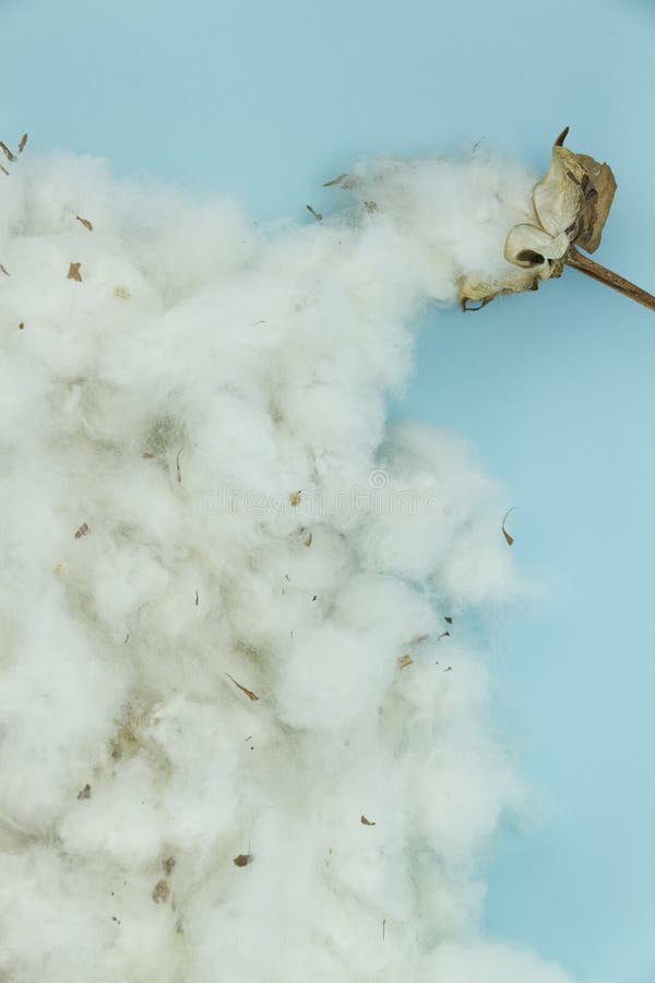 Natural cotton flower stock image. Image of cotton, beauty - 114882337