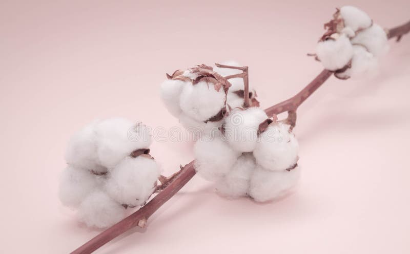 Natural Cotton Flowers on Pale Pink Background Stock Photo - Image of ...