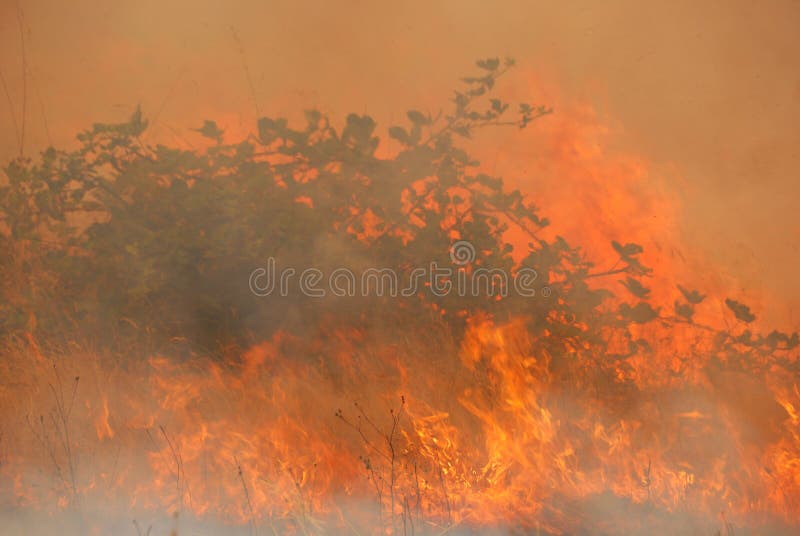 Natural Cover Fire stock photo. Image of natural, wildfire - 24566168