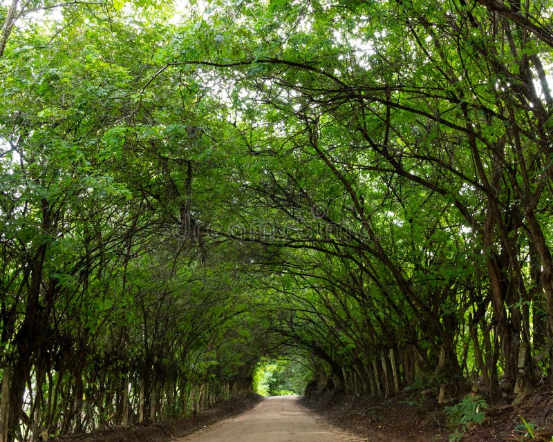 Natural Cover of Trees on Dirt Road. Stock Image - Image of natural ...