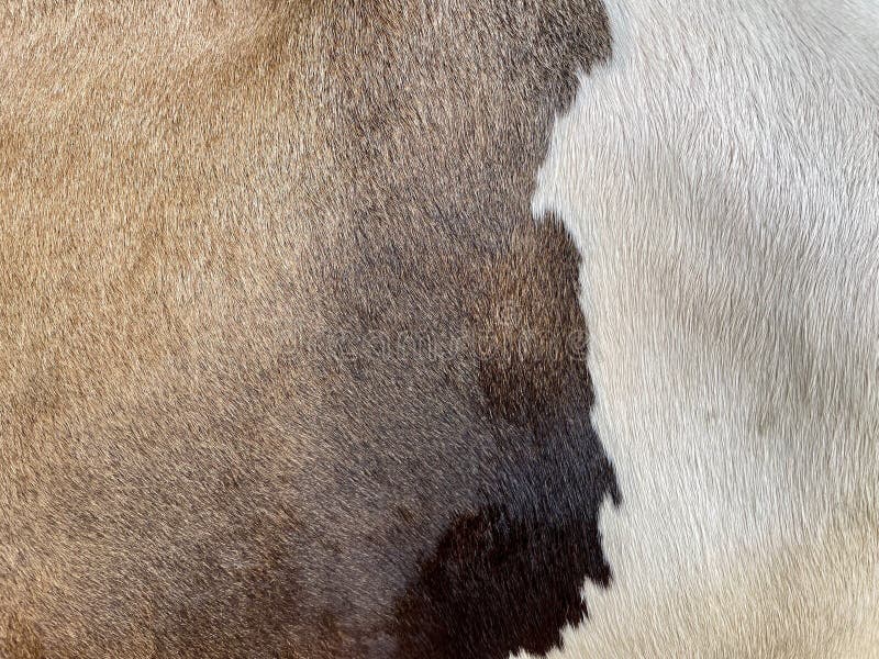 Natural Cowhide Motif in Brown, Black and White Stock Image - Image of ...