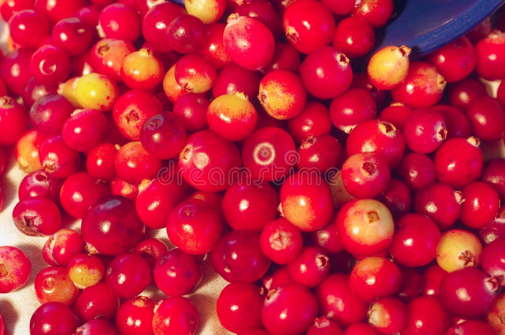 Natural Cranberry from Forest. Stock Image - Image of ripe, berry: 15307845