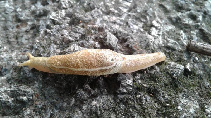 Natural Creature in a Stone Stock Photo - Image of creature, small ...
