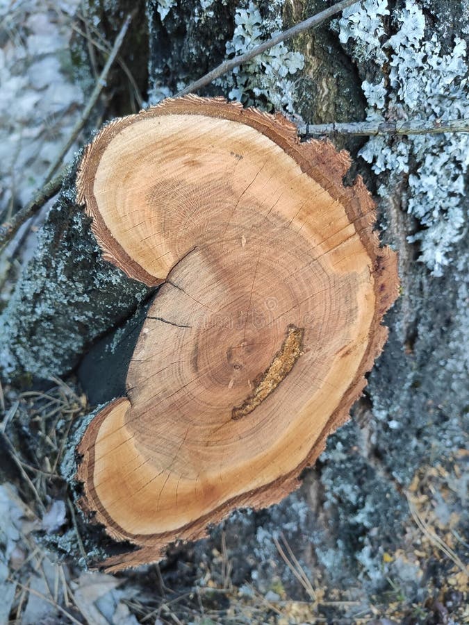 Versh - Photographer profile