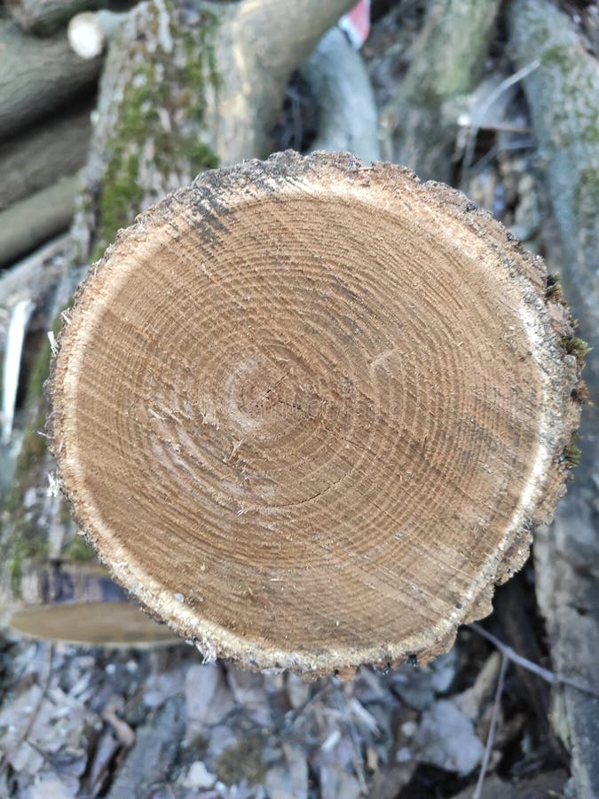 Natural Cross Section of the Tree Stock Image - Image of environment ...