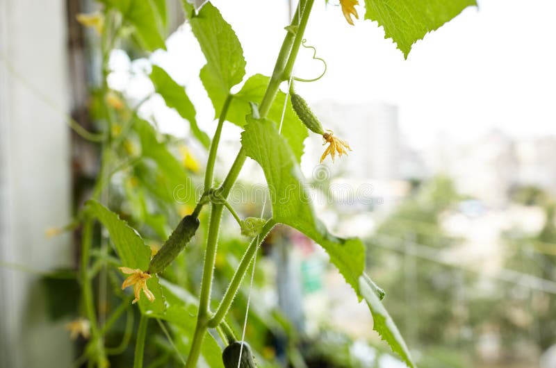 Natural Cucumber Grows in a Greenhouse Stock Image - Image of bush ...
