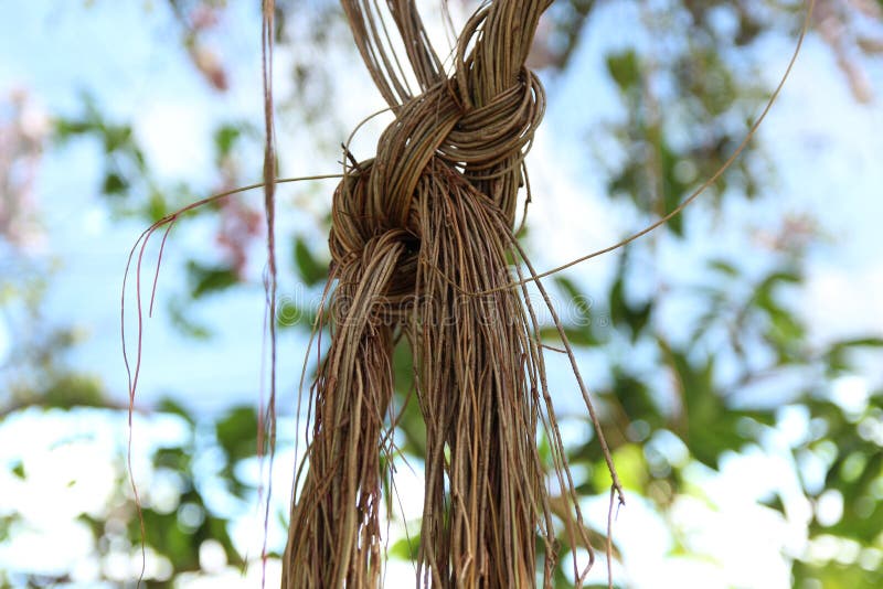 Natural curtain. stock image. Image of twig, plant, green - 99883285