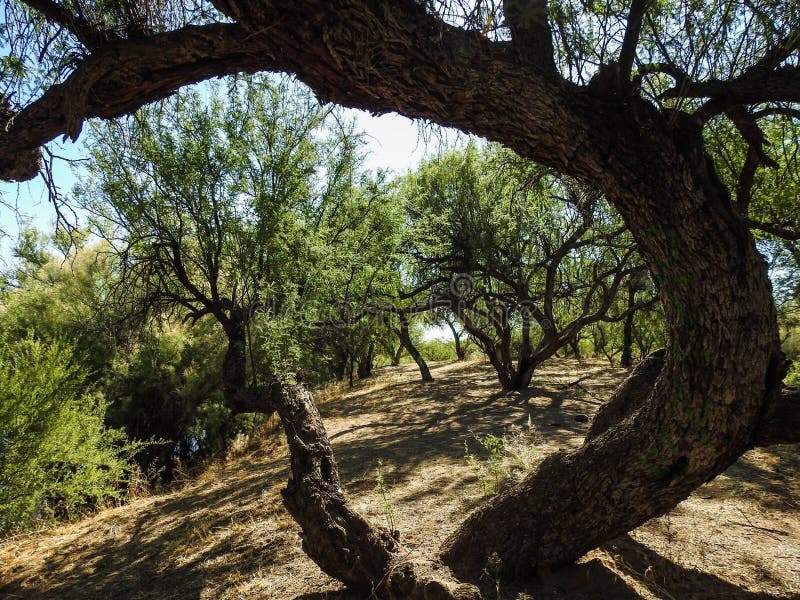 Natural curves stock image. Image of green, curves, natural - 155172655