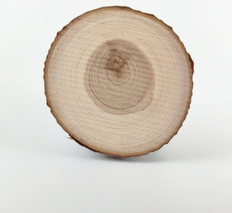 Natural cut of rowan stock photo. Image of wood, rowan - 346552120