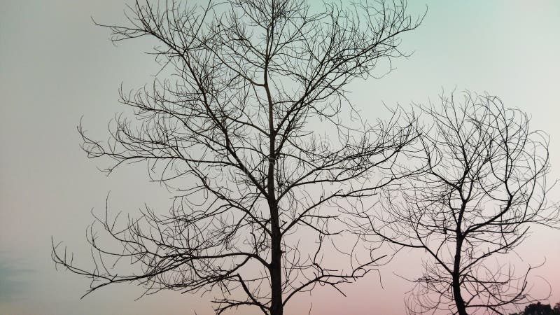 Natural Cycles, Beautiful Old Trees Stock Image - Image of sketch ...