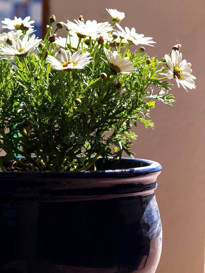 Natural Daisies at Garden on Blue Pot Stock Photo - Image of flowers ...